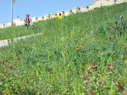 Kansas State University Memorial Stadium Green Roofs | Landscape ...