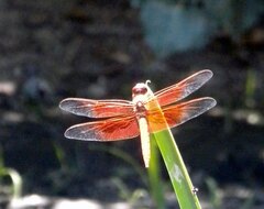 Tujunga Wash Greenway and Stream Restoration Project | Landscape ...