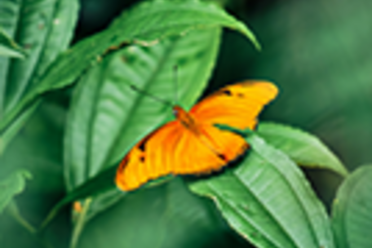 Biodiversity urban green space habitats | Landscape Performance Series