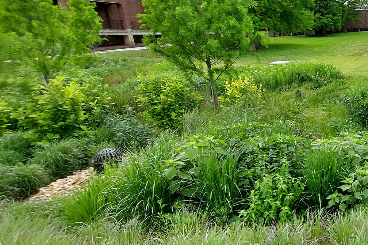 trees in bioswales transpiration | Landscape Performance Series