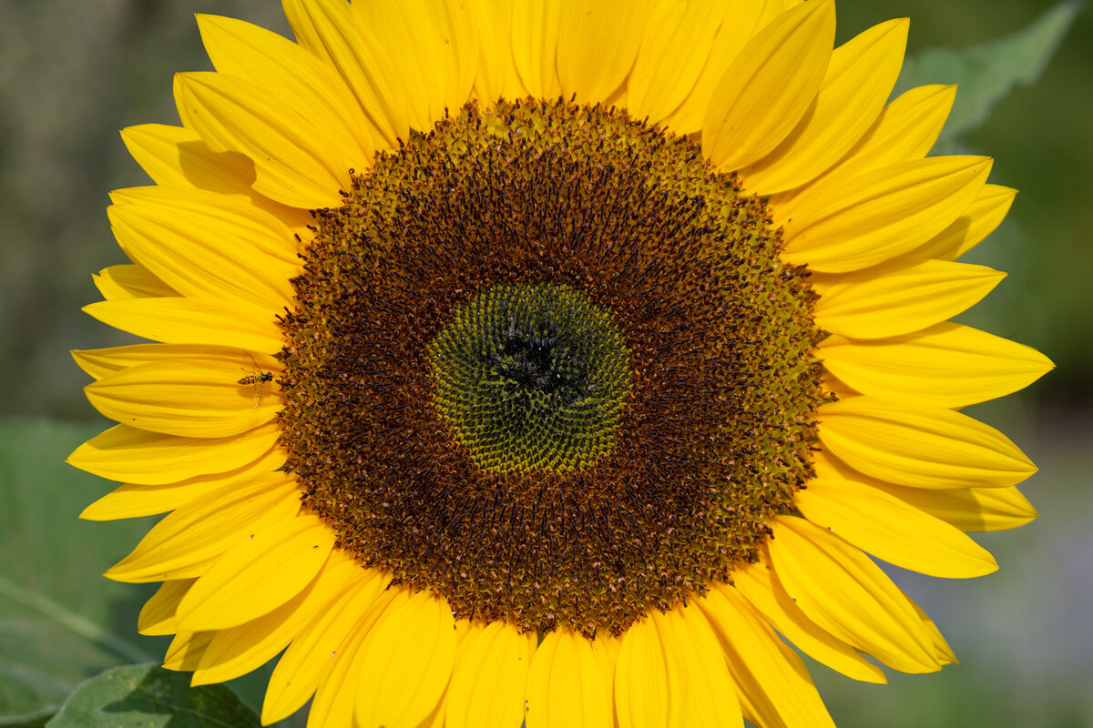 sunflowers remove lead copper | Landscape Performance Series