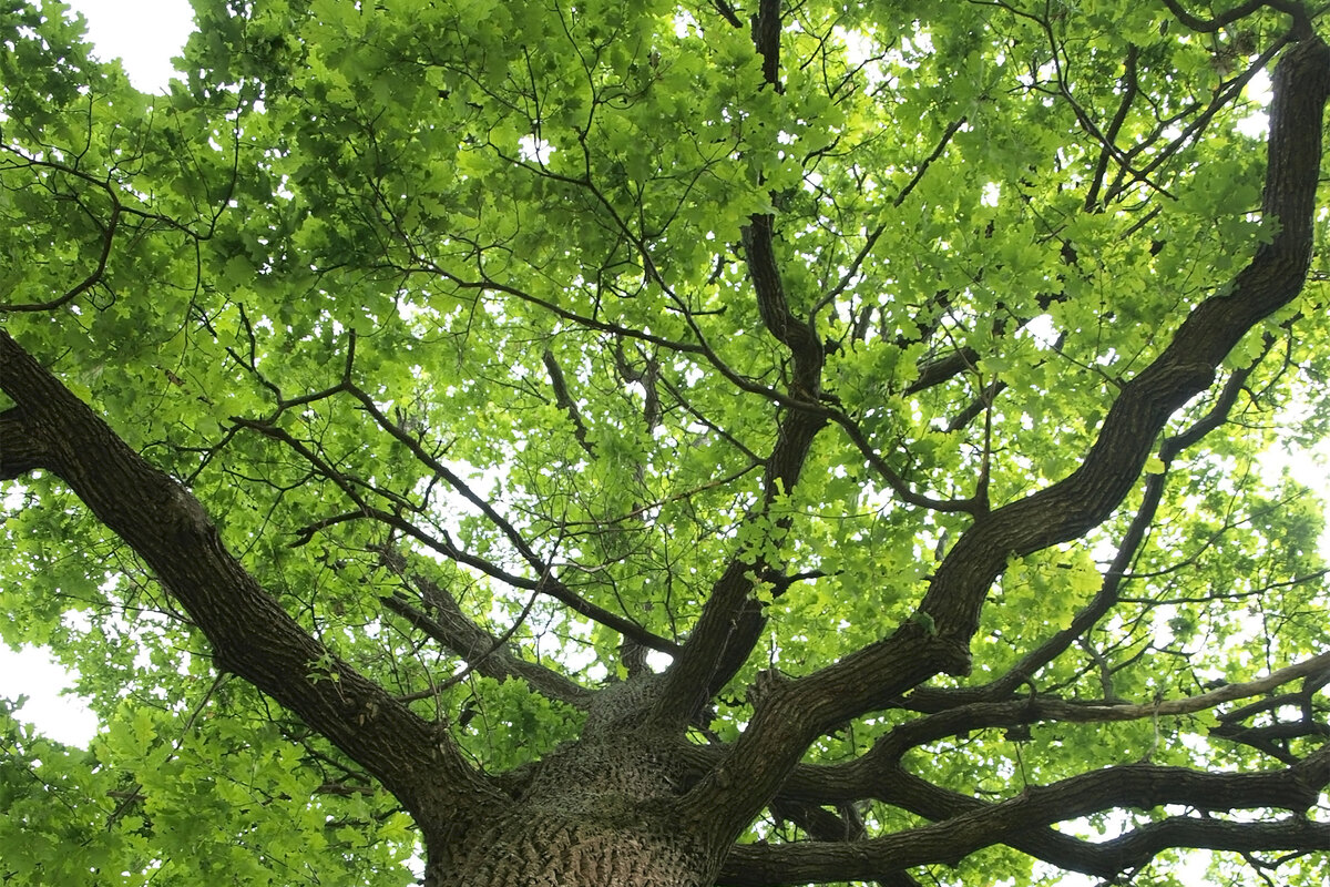 tree species differ temperature reduction | Landscape Performance Series