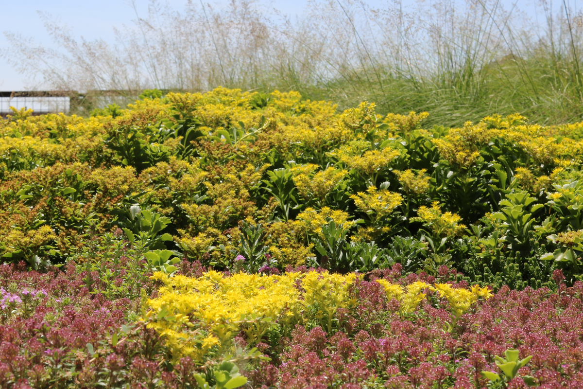 Green roofs carbon sinks great plains | Landscape Performance Series