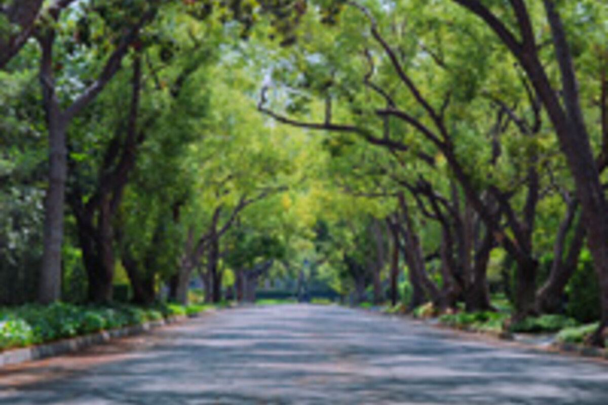 Modesto California asphalt lasts longer on shaded streets | Landscape ...