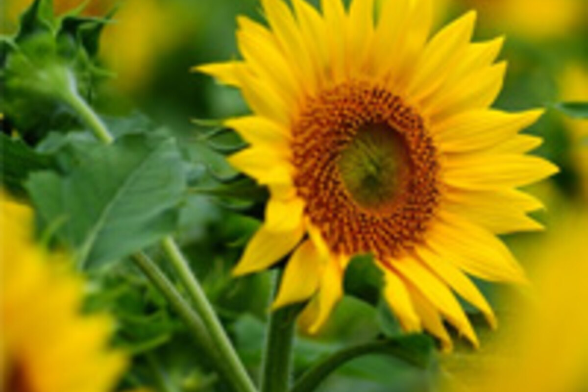 sunflowers remove lead copper | Landscape Performance Series